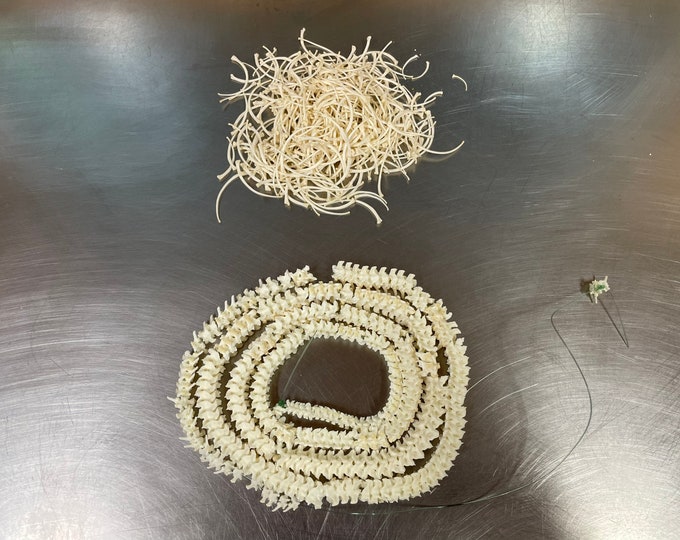 Snake Vertebrae and Ribs 54 Ball Python - Etsy