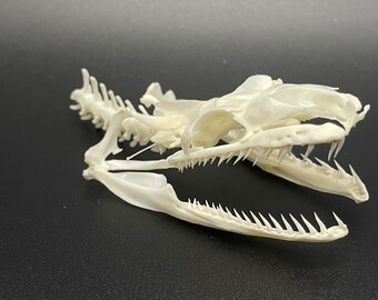 Boa Constrictor | Etsy