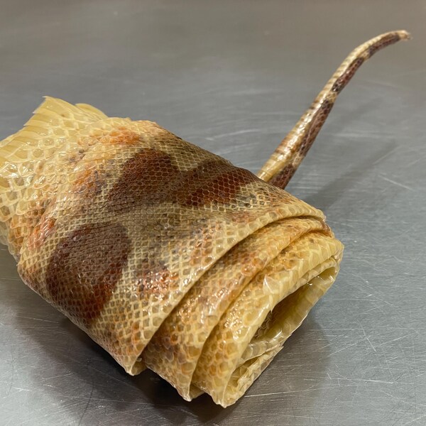 Boa Constrictor - Etsy