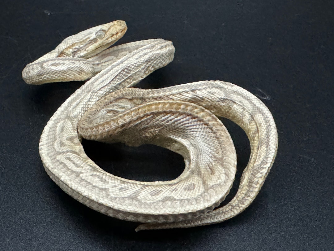 Mummified Ball Python - Etsy