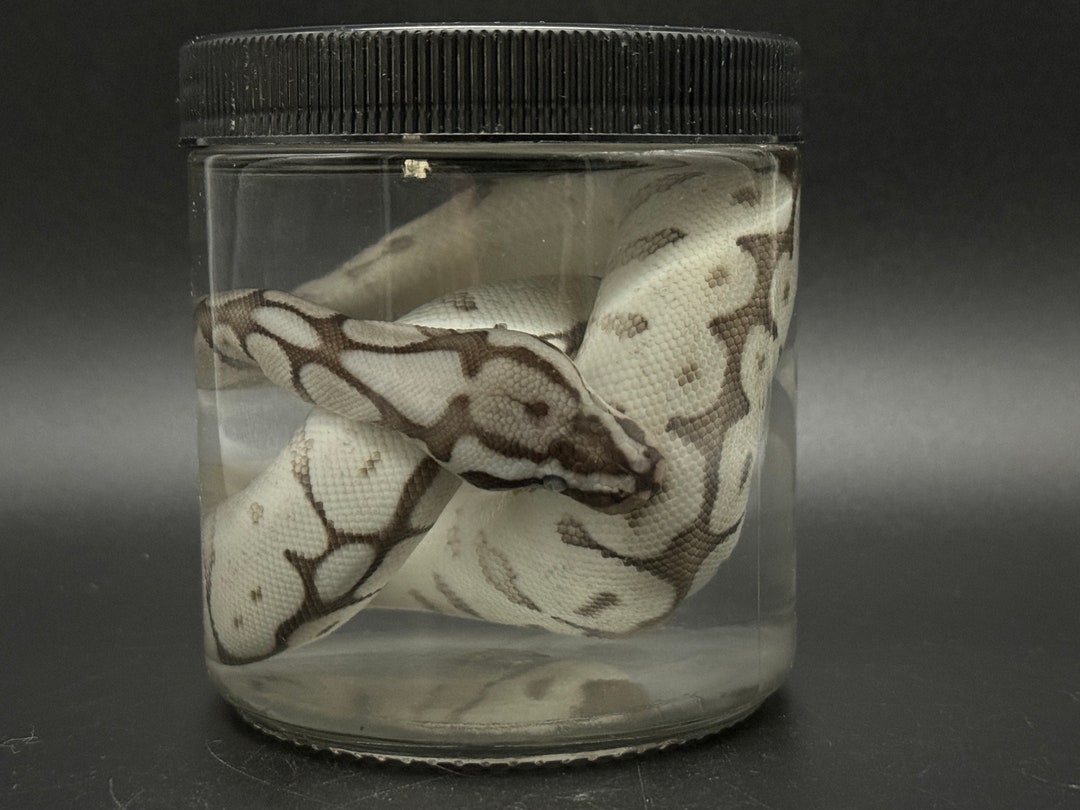 Color Morph Ball Python Wet Specimen - Etsy