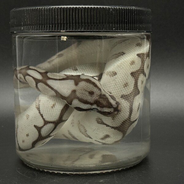 Wet Specimen - Etsy