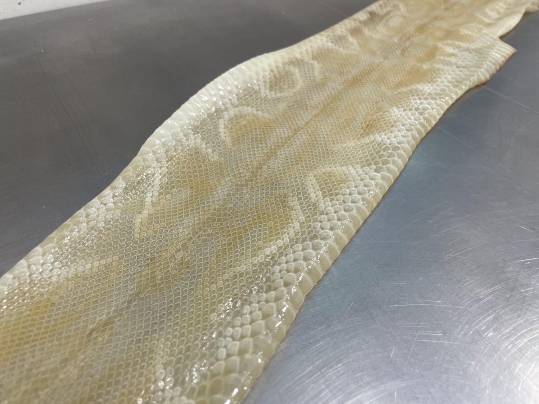 Snake Skin Ball Python - Etsy