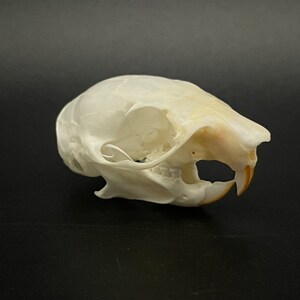 4 Pack Red Squirrel Skulls - Etsy