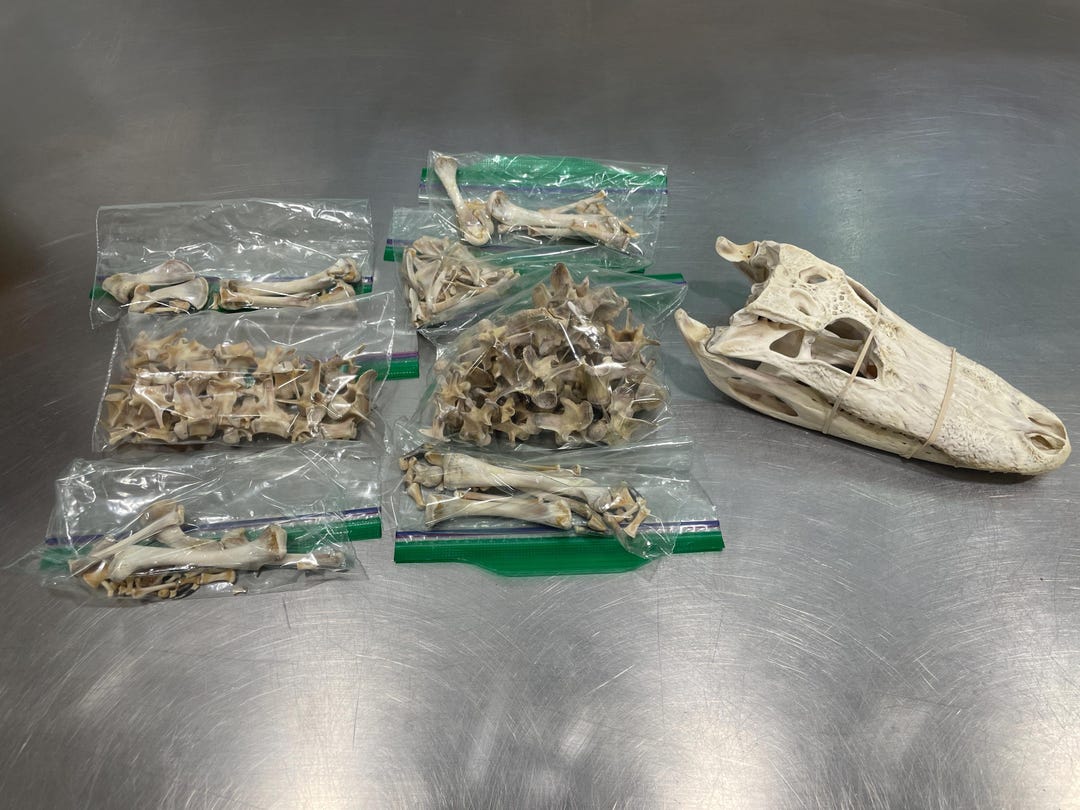 Alligator Skeleton Kit 4.5-5 Feet - Etsy