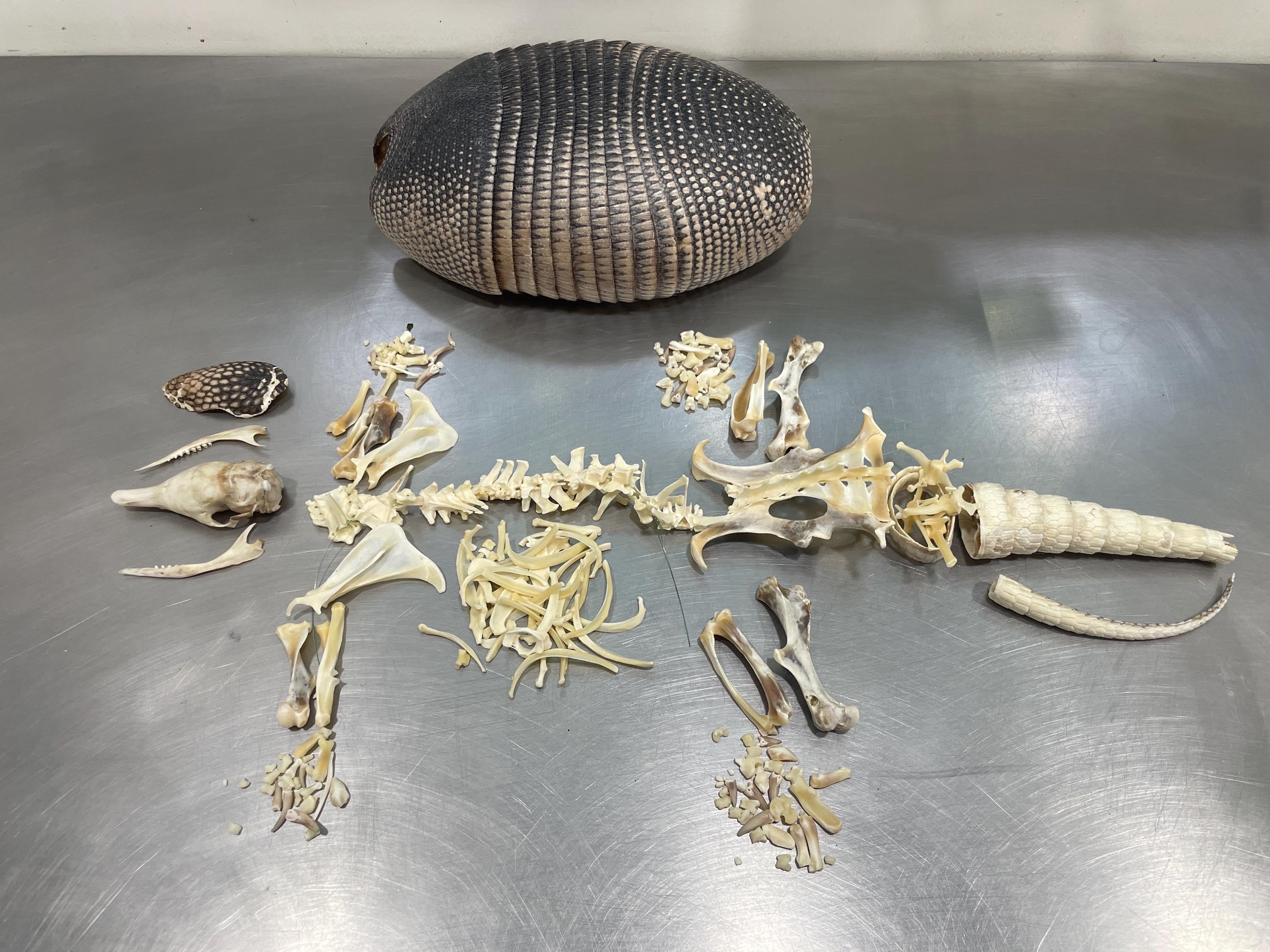 Armadillo Skeleton