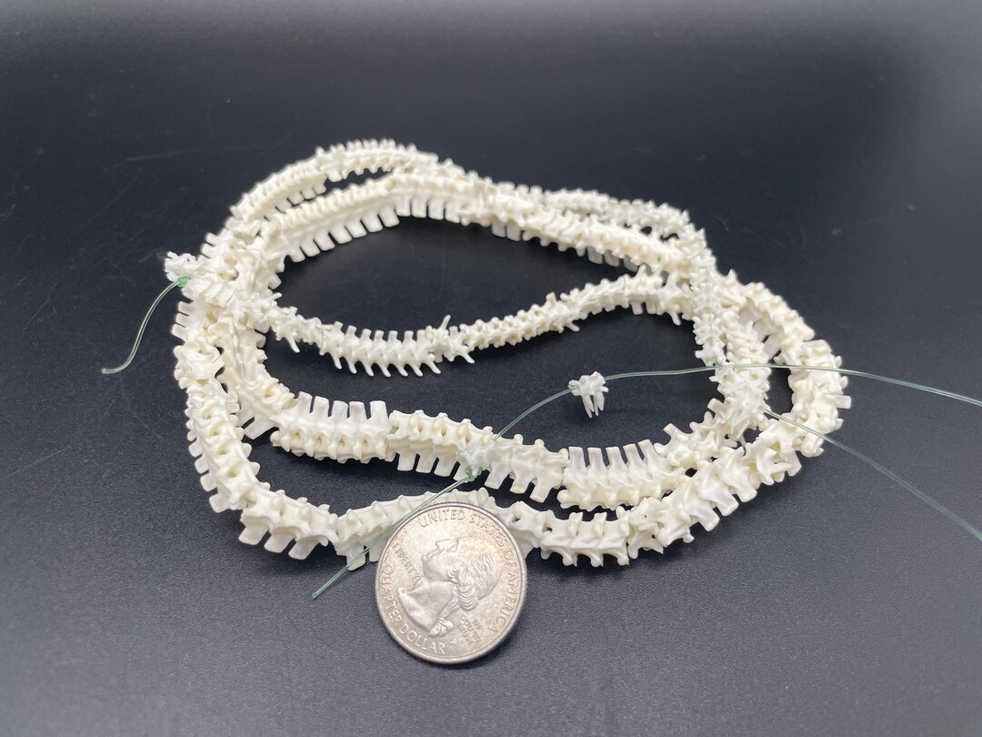 Snake Vertebrae and Ribs 31 Ball Python - Etsy
