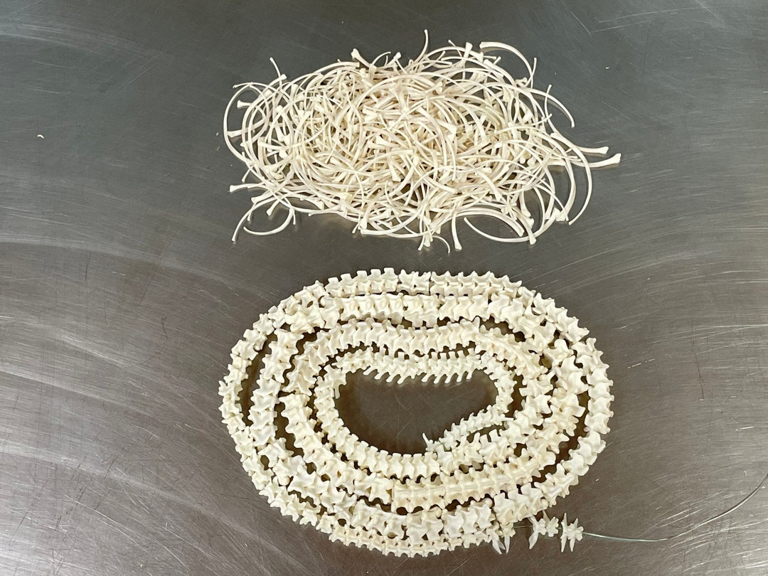 Snake Vertebrae and Ribs 49” Ball Python - Etsy