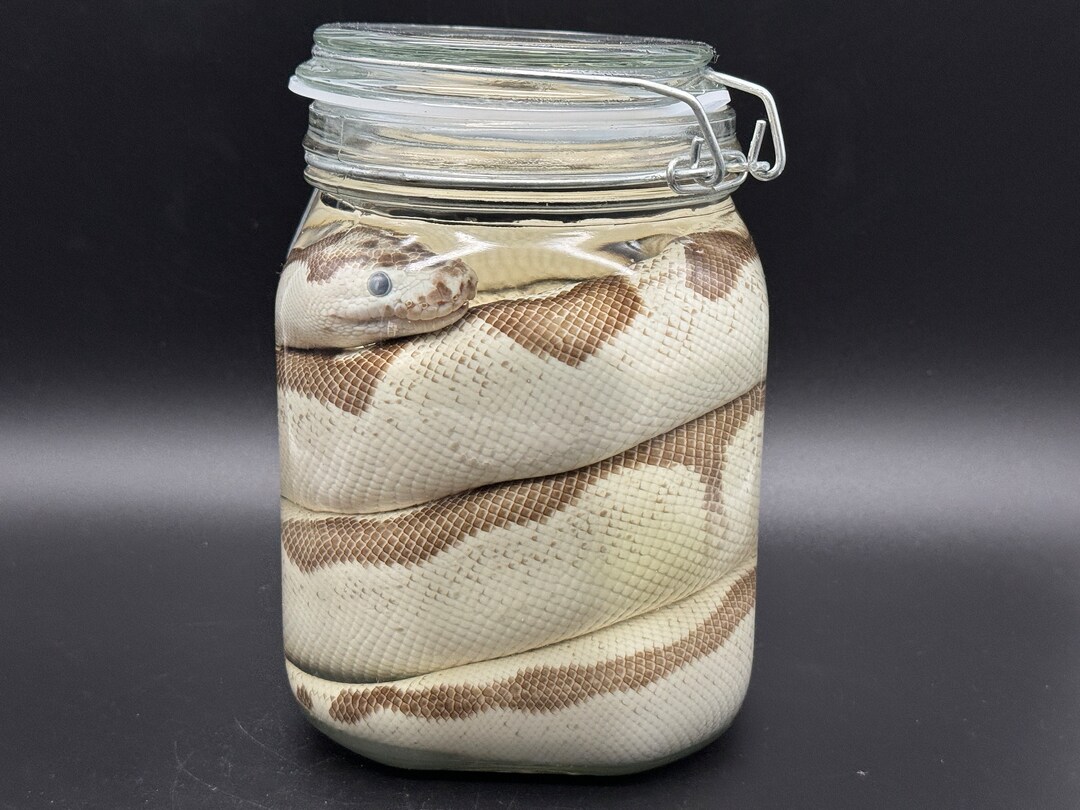 Color Morph Ball Python Wet Specimen - Etsy