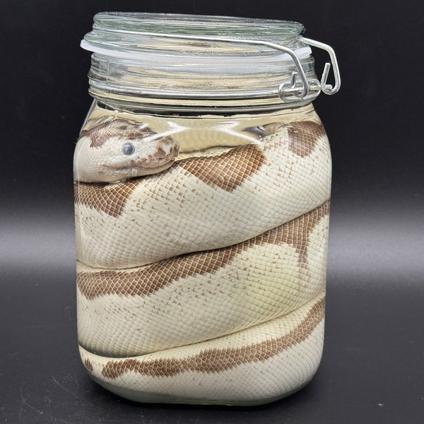 Ball Python - Etsy