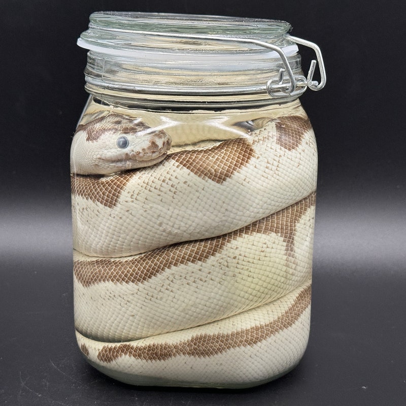 Ball Python - Etsy