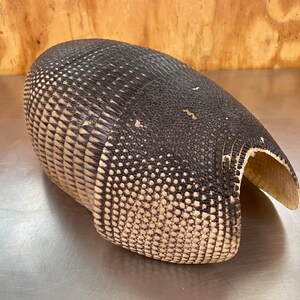 Armadillo Shell - Etsy