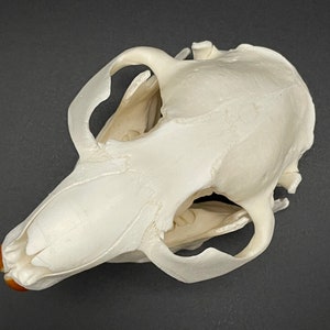 Beaver Skull - Etsy