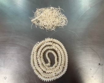 Snake Vertebrae and Ribs 53” Ball Python - Etsy