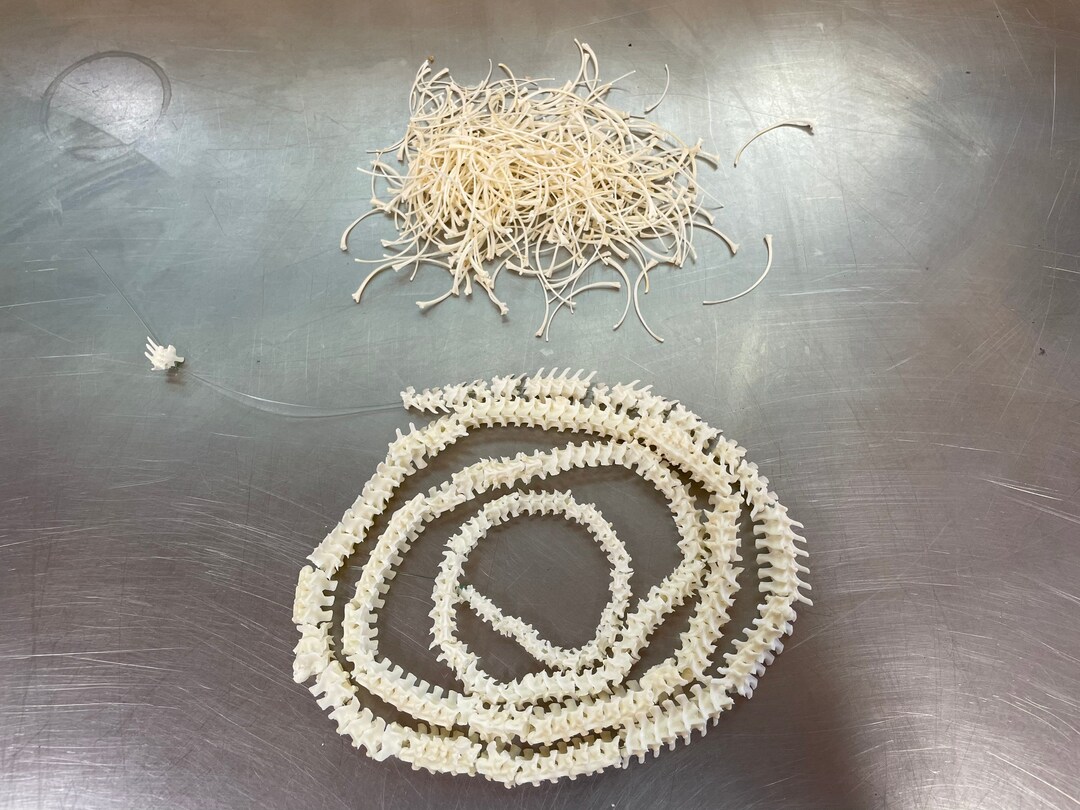 Snake Vertebrae and Ribs 41” Ball Python - Etsy