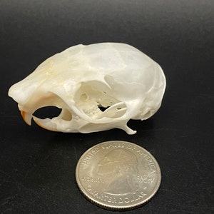 4 Pack Red Squirrel Skulls - Etsy