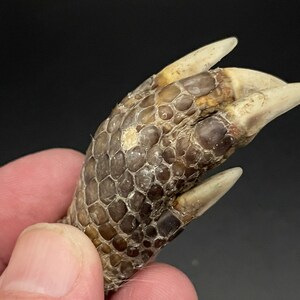 10 Mummified Armadillo Feet - Etsy