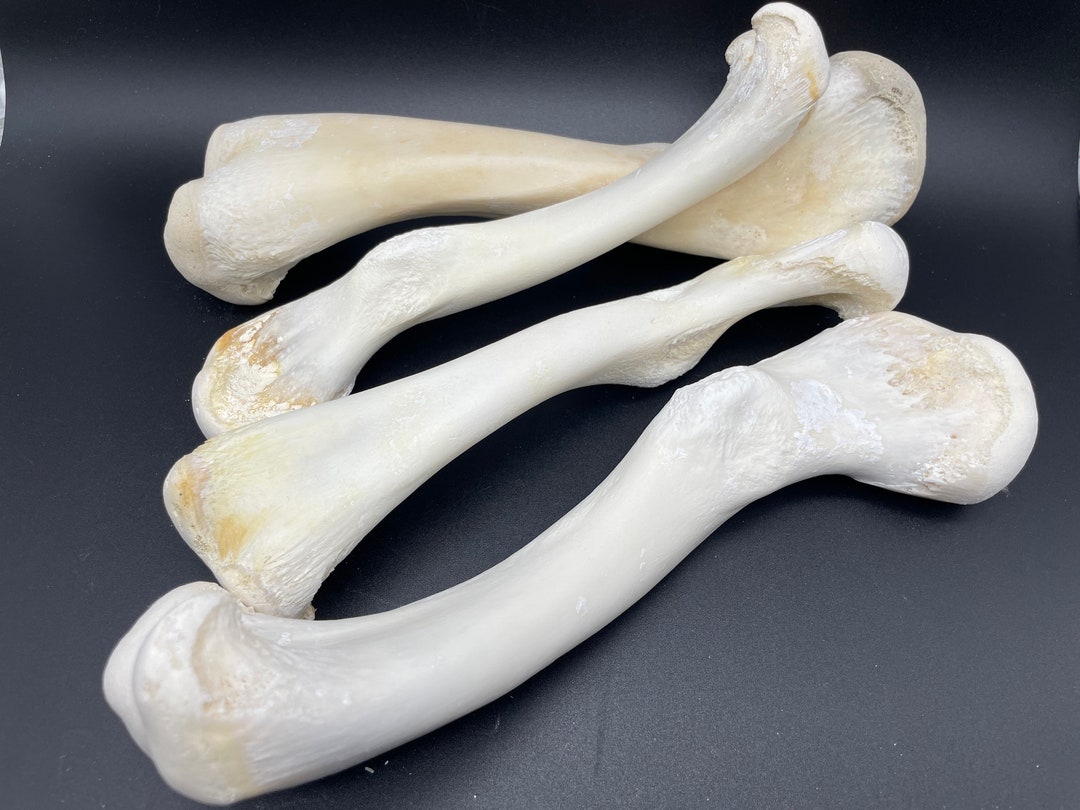 Alligator Limb Bones X4 - Etsy