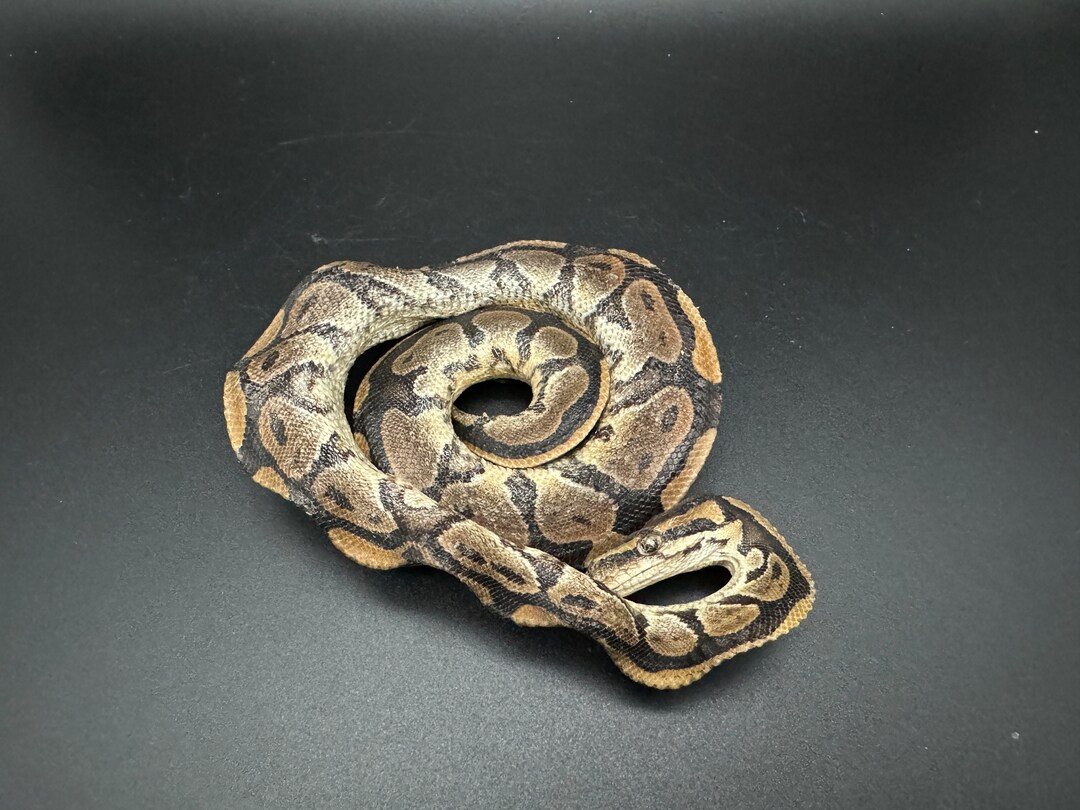 Mummified Ball Python - Etsy