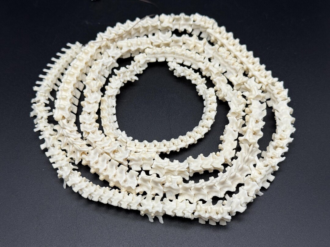 Snake Vertebrae Ball Python - Etsy