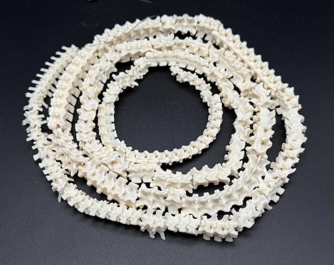Snake Vertebrae Bone Collection//2.25" Consecutive Snake Vertebrae Bone ...