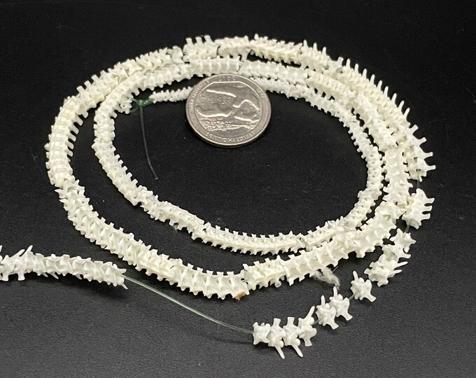 Small Snake Vertebrae 24 Ball Python - Etsy