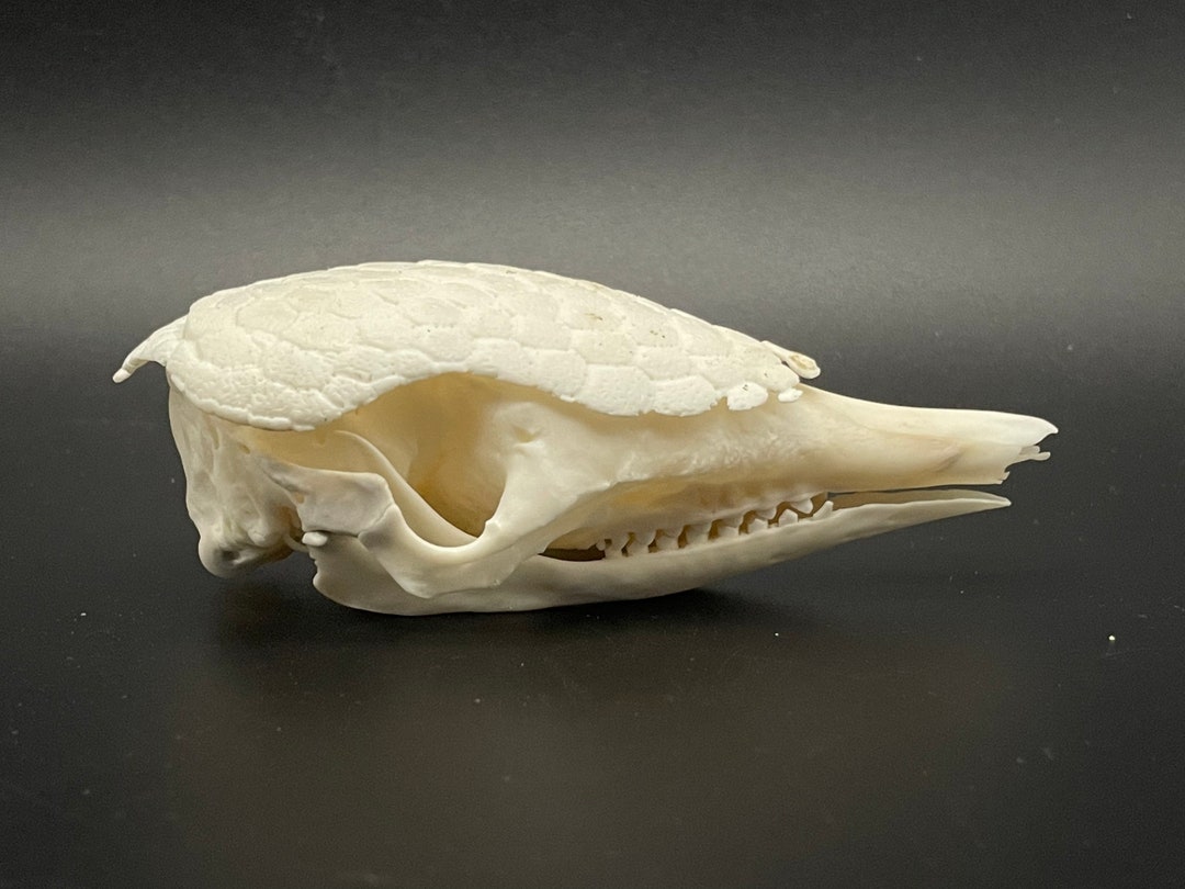 Armadillo Skull - Etsy