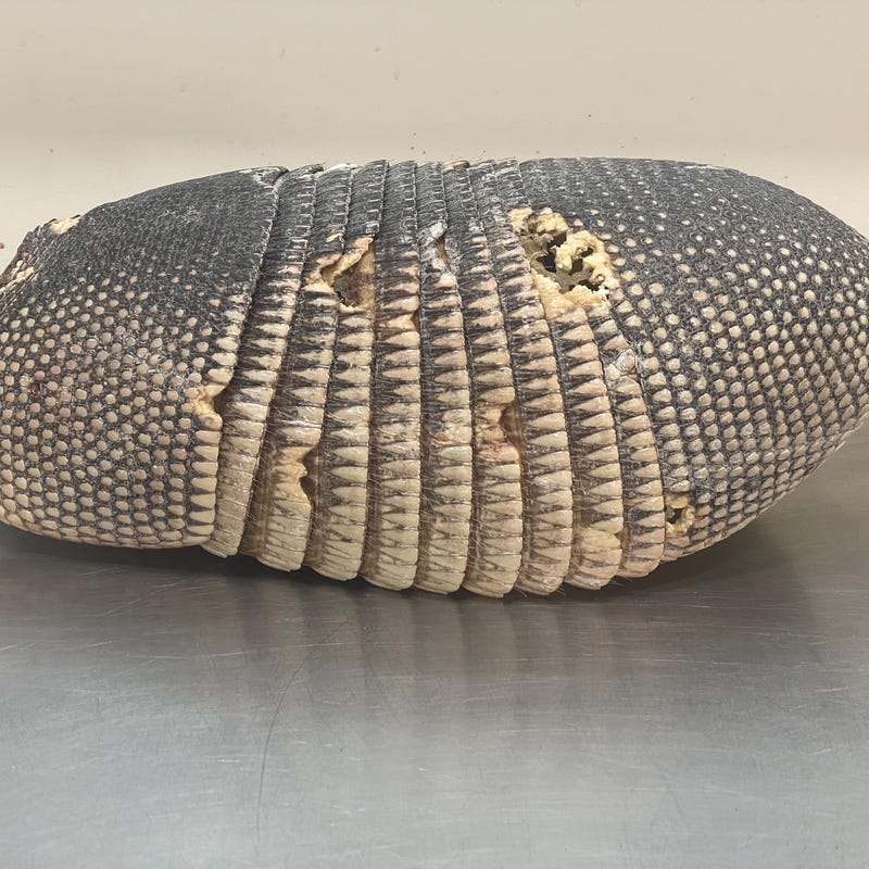 Armadillo - Etsy