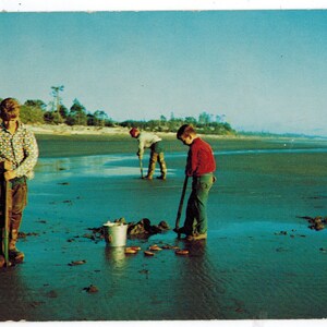 Vintage Pacific Coast Beaches Postcard Razor Clam Digging Postcards ...