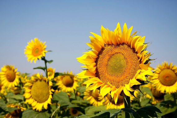 Flower Wall Art Travel Photography Nature Print Vibrant | Etsy