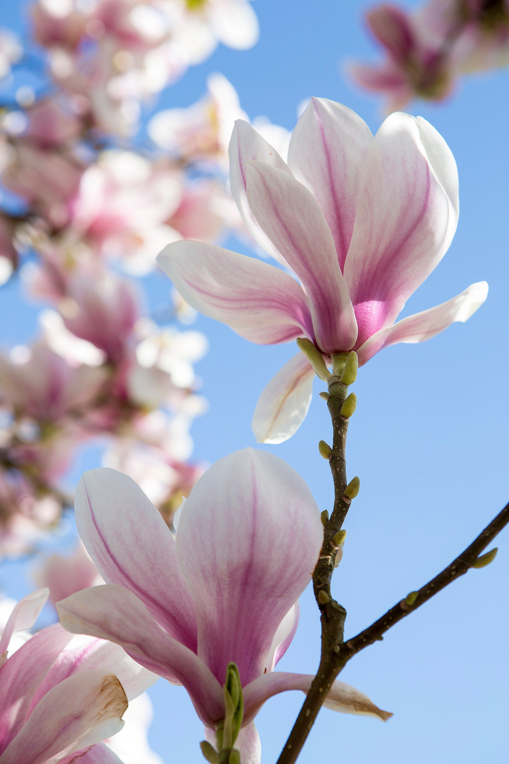 Magnolia Flower Wall Art, Nature Photography Print, UK Floral Art ...