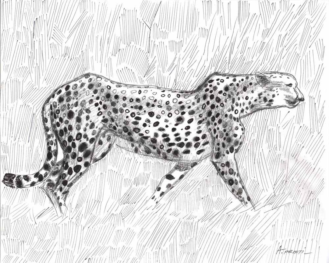 Black And White Cheetah Drawing