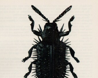 Bug prints | Etsy