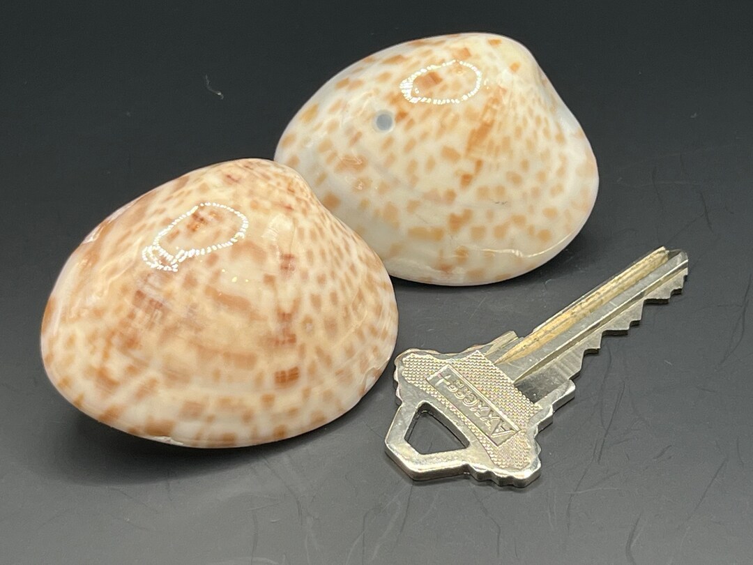 Calico Clam Sanibel Shell Drawer Knob/pull - Etsy