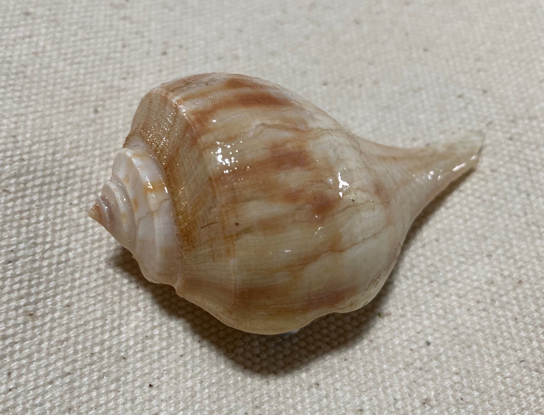 Pear Whelk Sanibel Shell Drawer Knob/pull - Etsy
