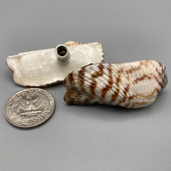 Turkey Wing Shells - Etsy