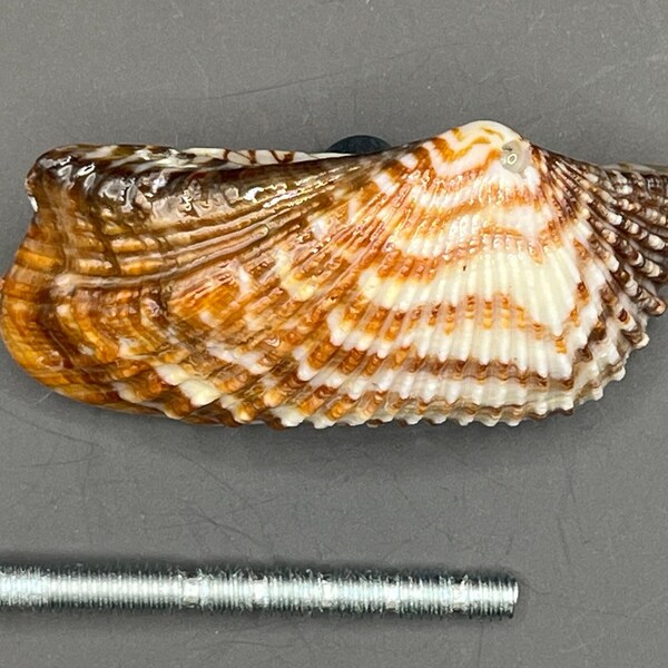 Turkey Wing Shells - Etsy