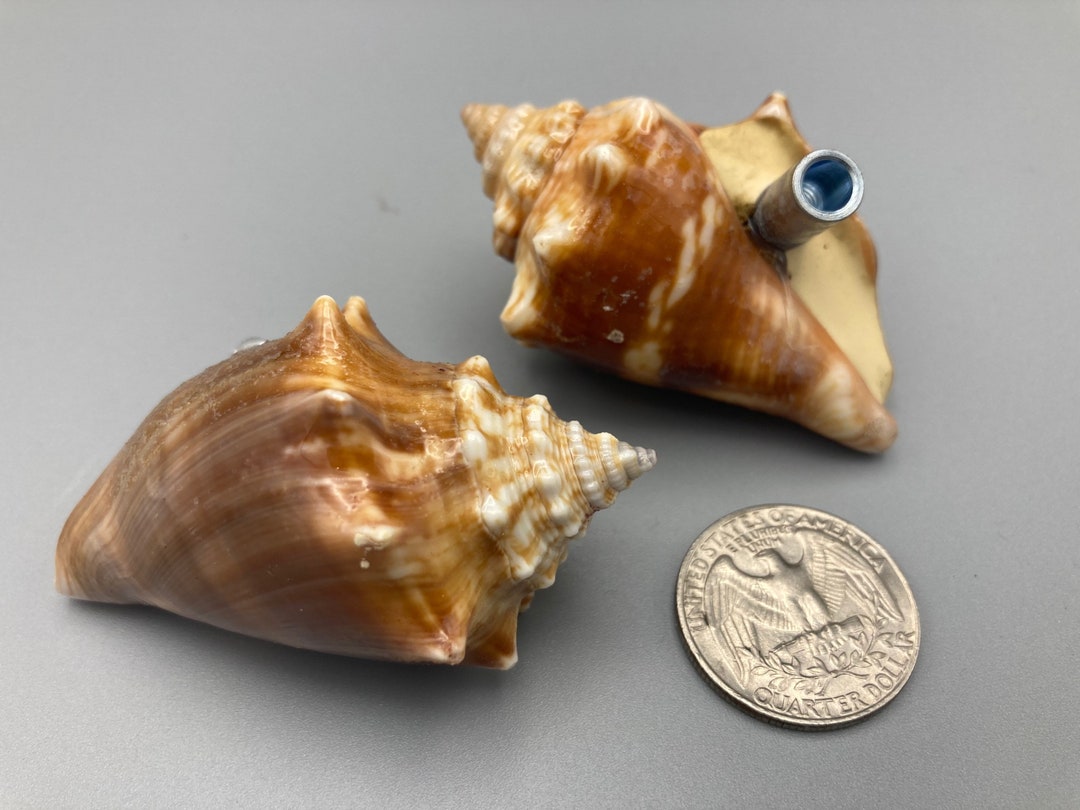 Fighting Conch Large Sanibel Shell Drawer Knob/pull - Etsy
