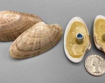 Clam Drawer Pull - Etsy