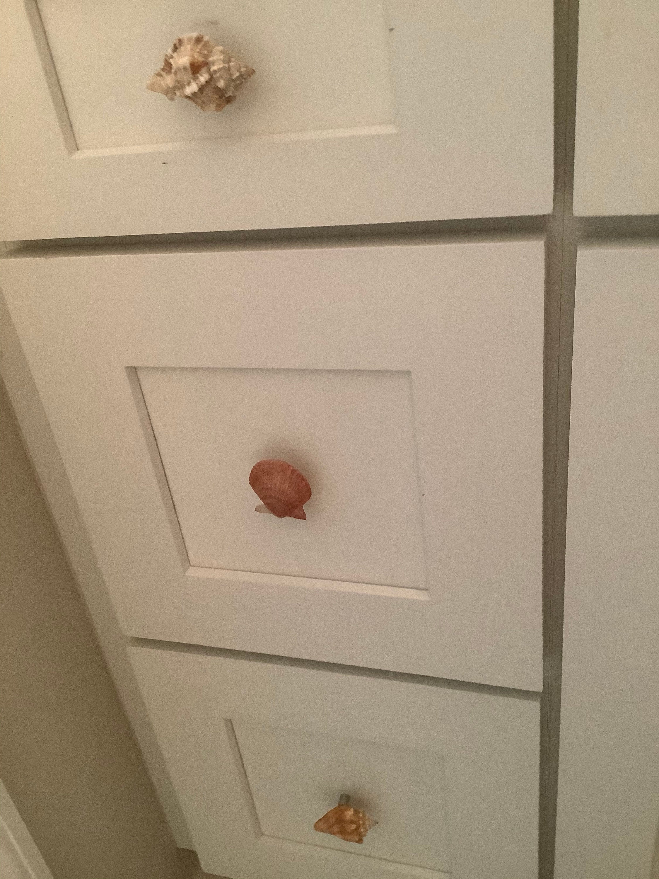 Scallop rough Sanibel Shell Drawer Knob/pull - Etsy
