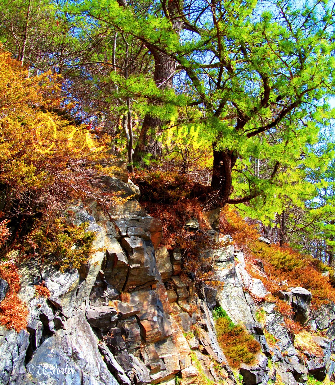Spring Trees and Bushes, Maine - Etsy
