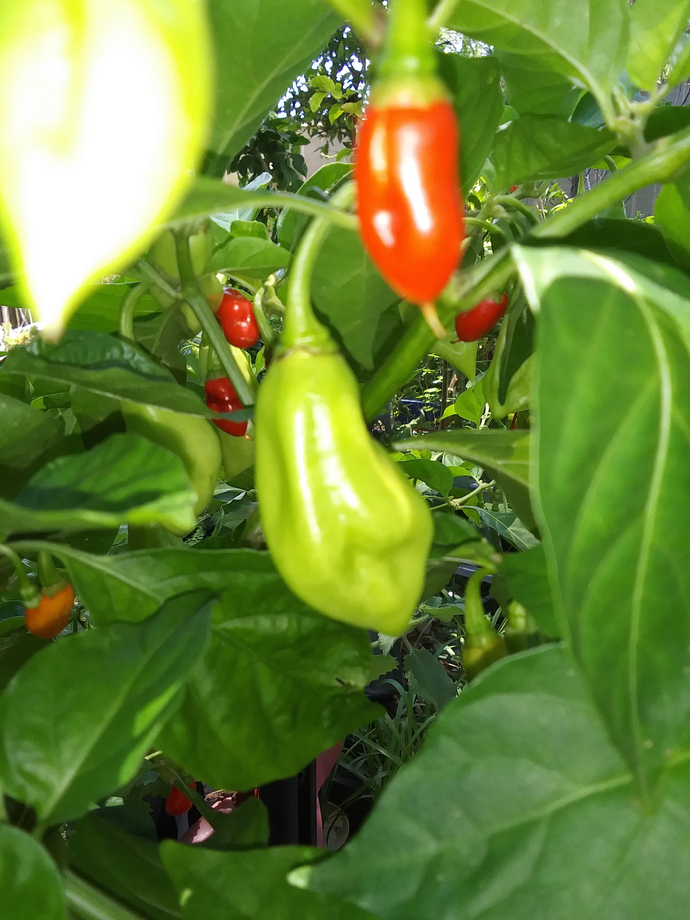 10x Trinidad PIMENTO Pepper Seeds, Organically Grown Plus FREE Seed ...