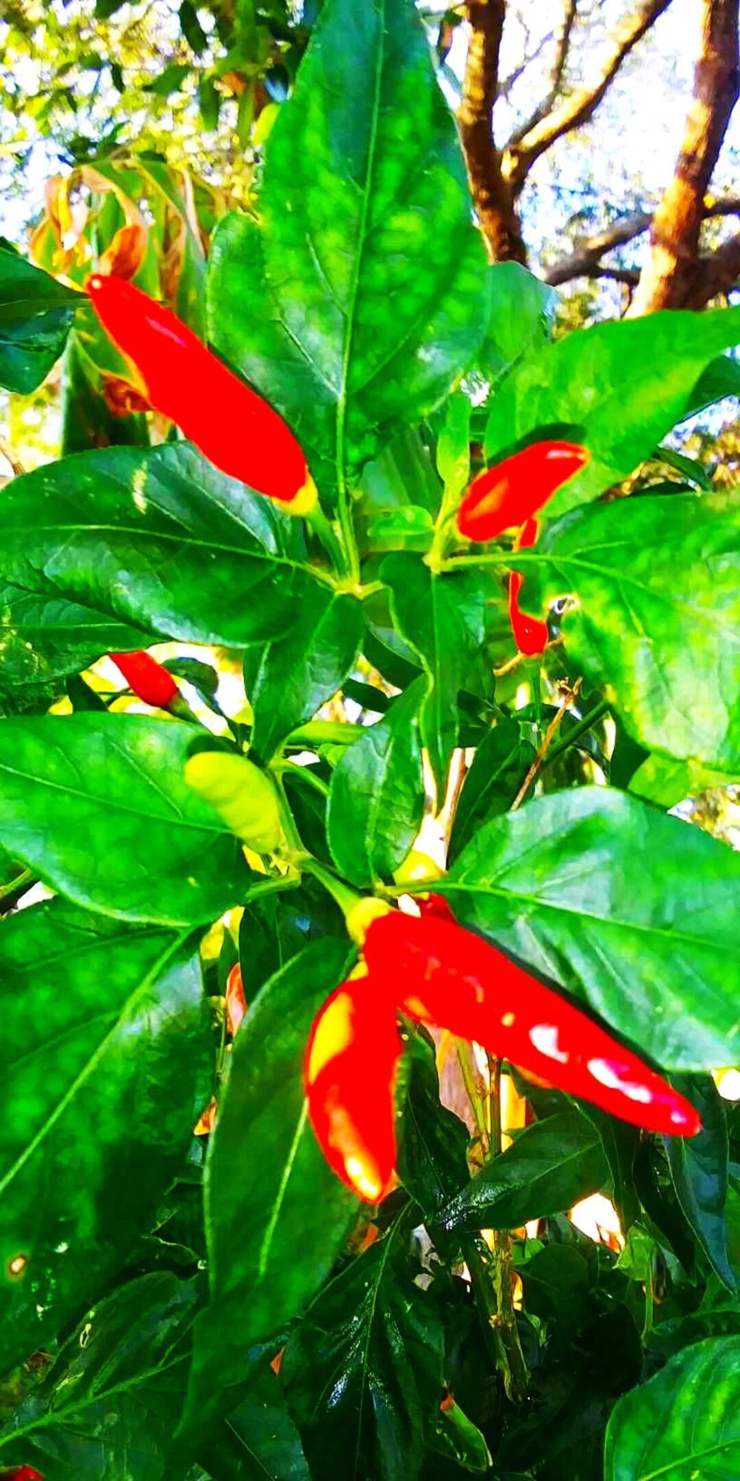 Trinidad "bird Pepper" Pepper Seeds A.k.a. Cayenne Pepper, Organically ...
