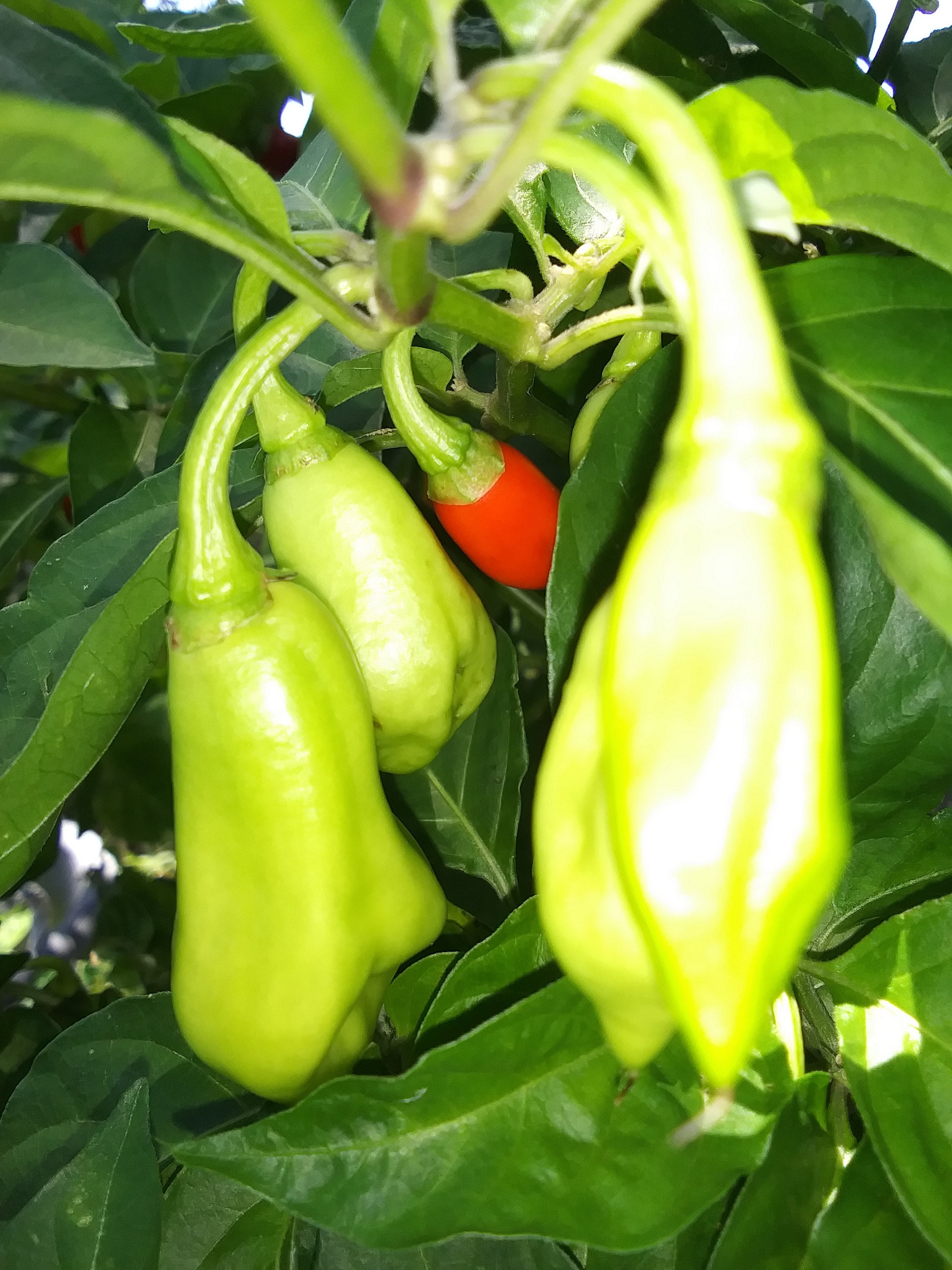 10x Trinidad PIMENTO Pepper Seeds, Organically Grown Plus FREE Seed ...