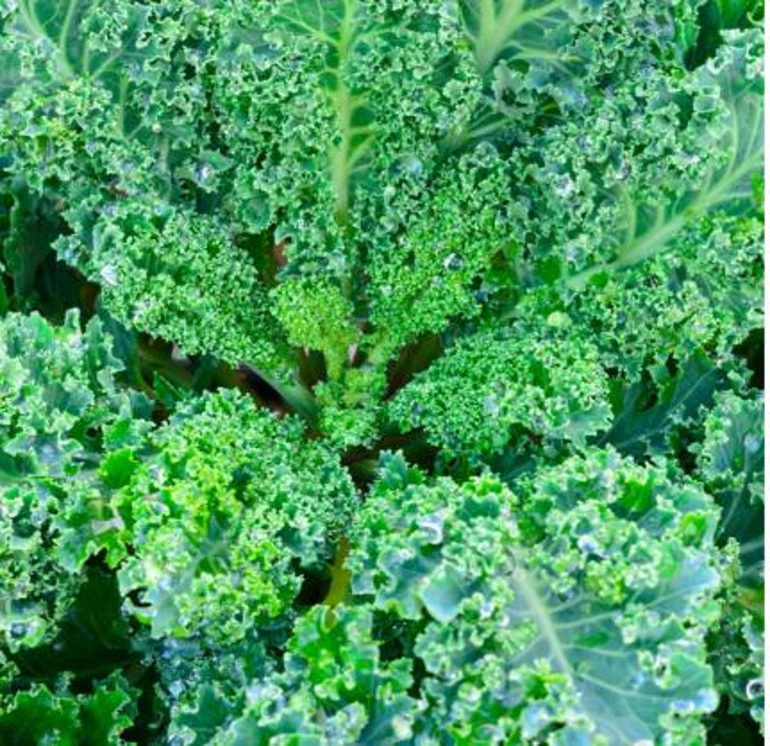 Kale, Vates Dwarf Blue Curled Seed Qty 10 Vegetable Seeds With Free ...