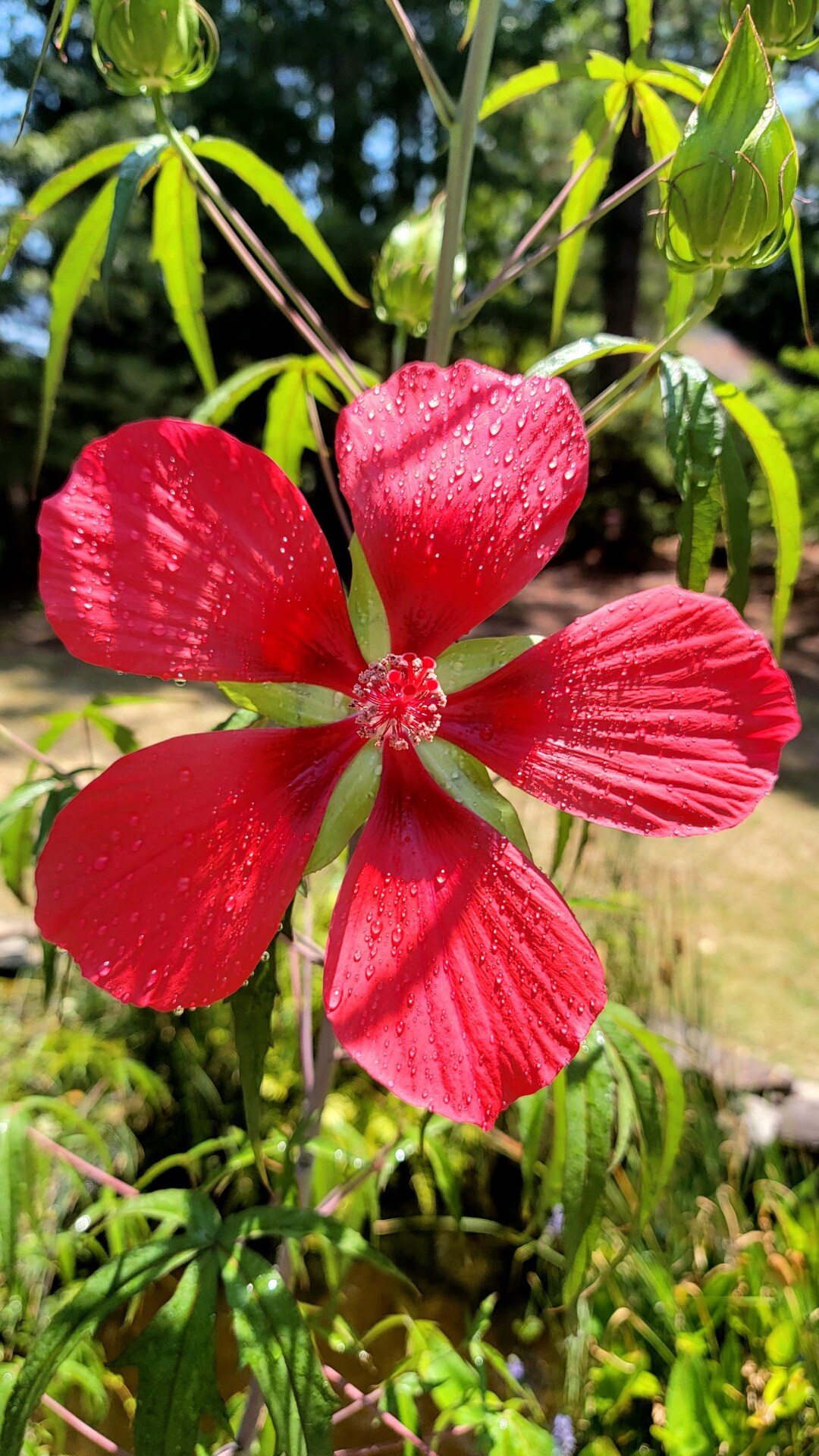 Red Rose Mallow Packets of Seeds: Hibiscus Coccineus, Full Sun ...