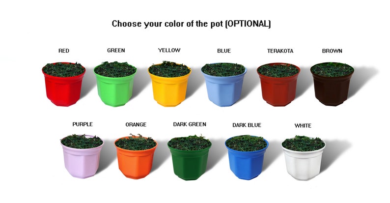 Maplestory Green Slime Red Snail Maplestory Cactus - Etsy Canada