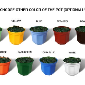 Super Mario RPG Legend of the Seven Stars Figures in Plant Pots – Mario ...