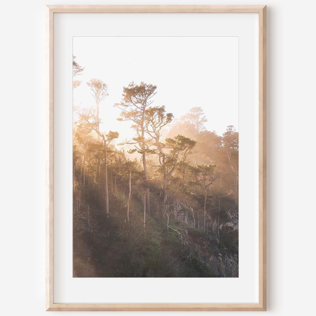 Coastal Trees Art Print, Monterey Bay Photography, Tree Wall Art, Point ...