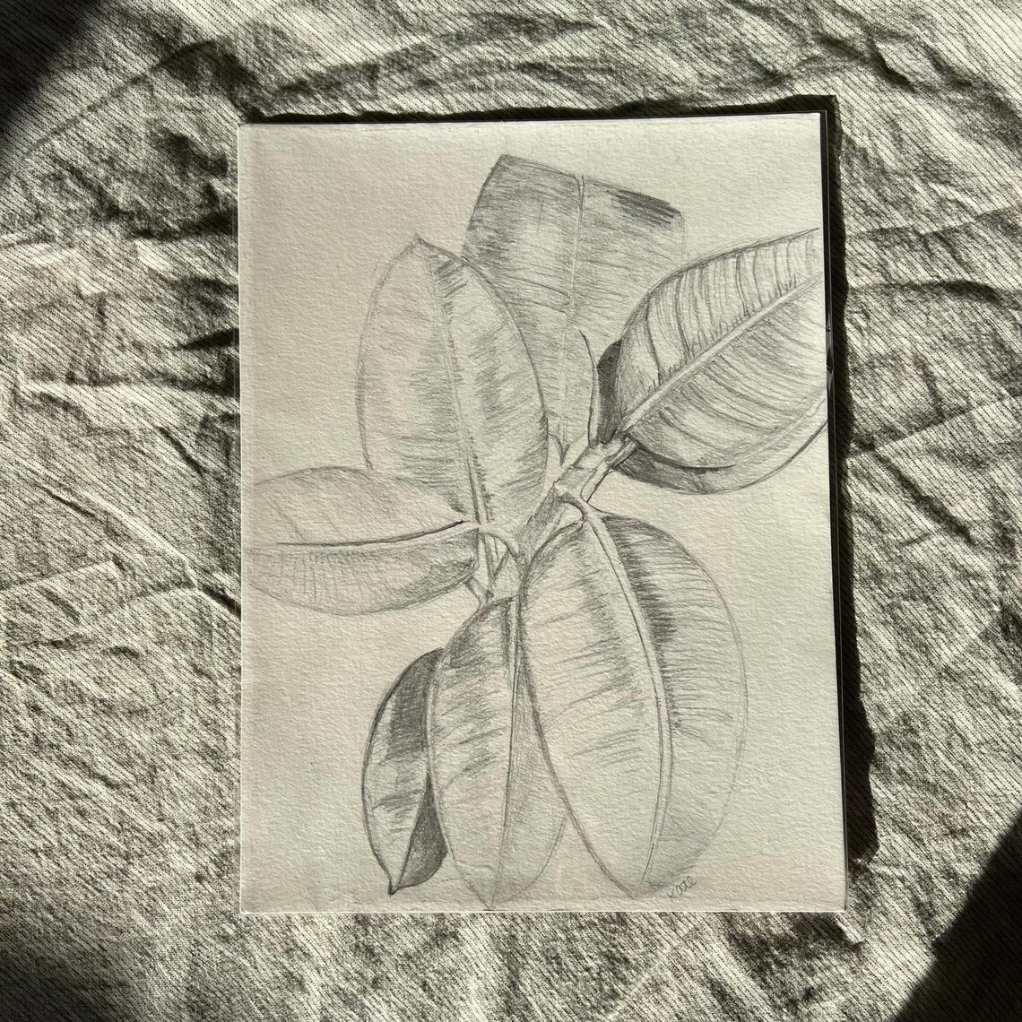 Rubbertree Sketch (pencil, 9 X 12 In) - Etsy